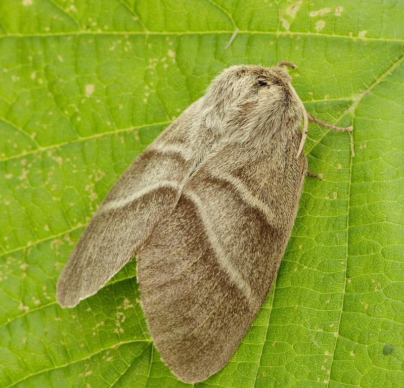 Fox moth | The Wildlife Trusts