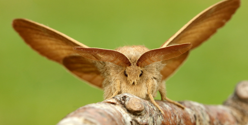 Fox moth | The Wildlife Trusts