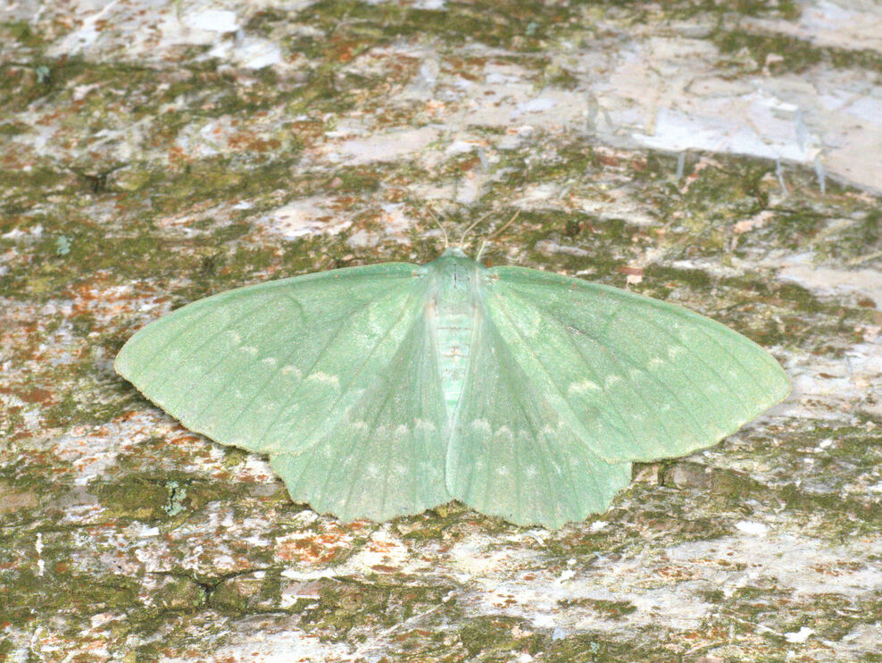 Identify moths | The Wildlife Trusts