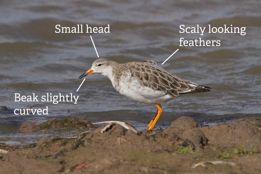 Identify waders | The Wildlife Trusts