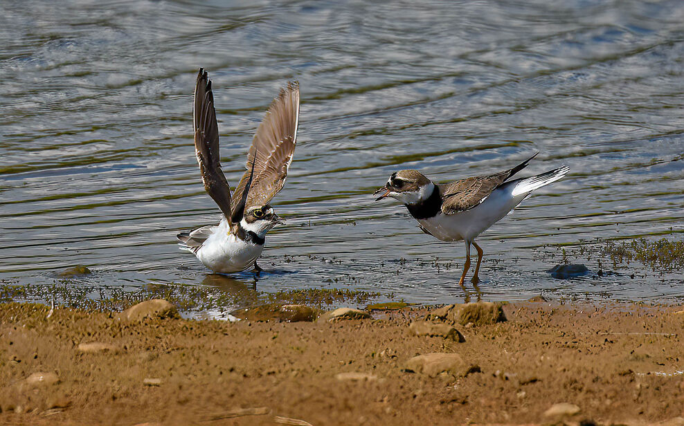 Identify waders | The Wildlife Trusts