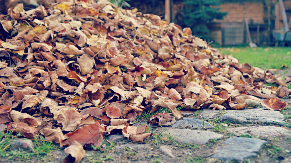 How to check your bonfire for hedgehogs | The Wildlife Trusts