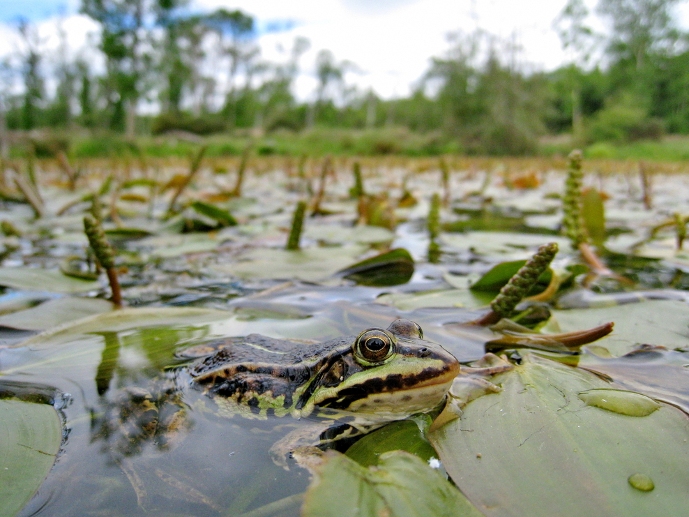 Wildlife Trust reintroductions | The Wildlife Trusts