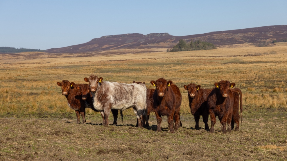 8 days to raise £80,000 – and double it – for flagship UK nature ...