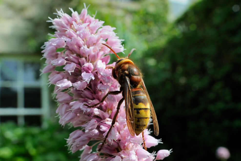 Is that a hornet or is nature playing tricks on you? | The Wildlife Trusts