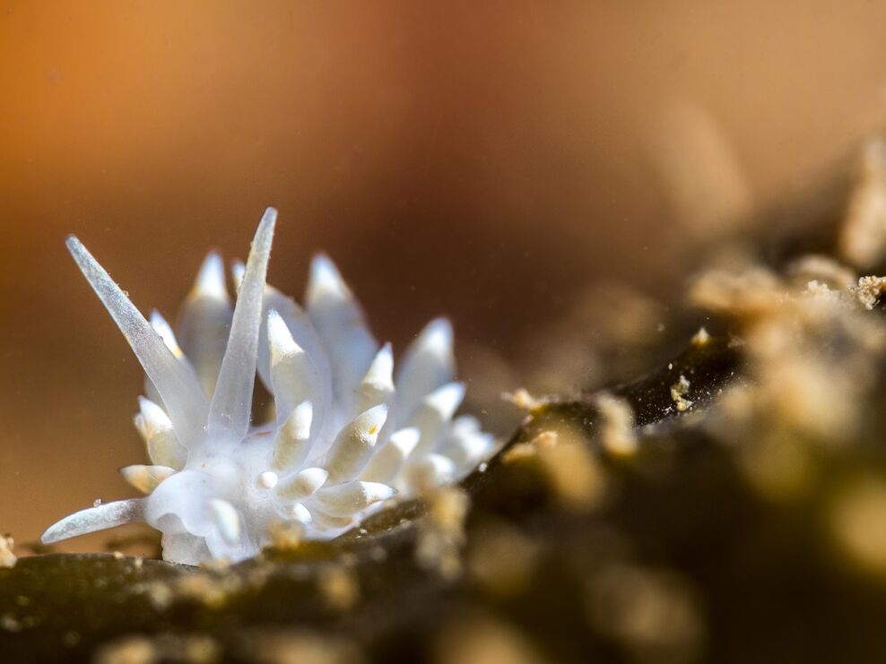 What is a Nudibranch? | The Wildlife Trusts