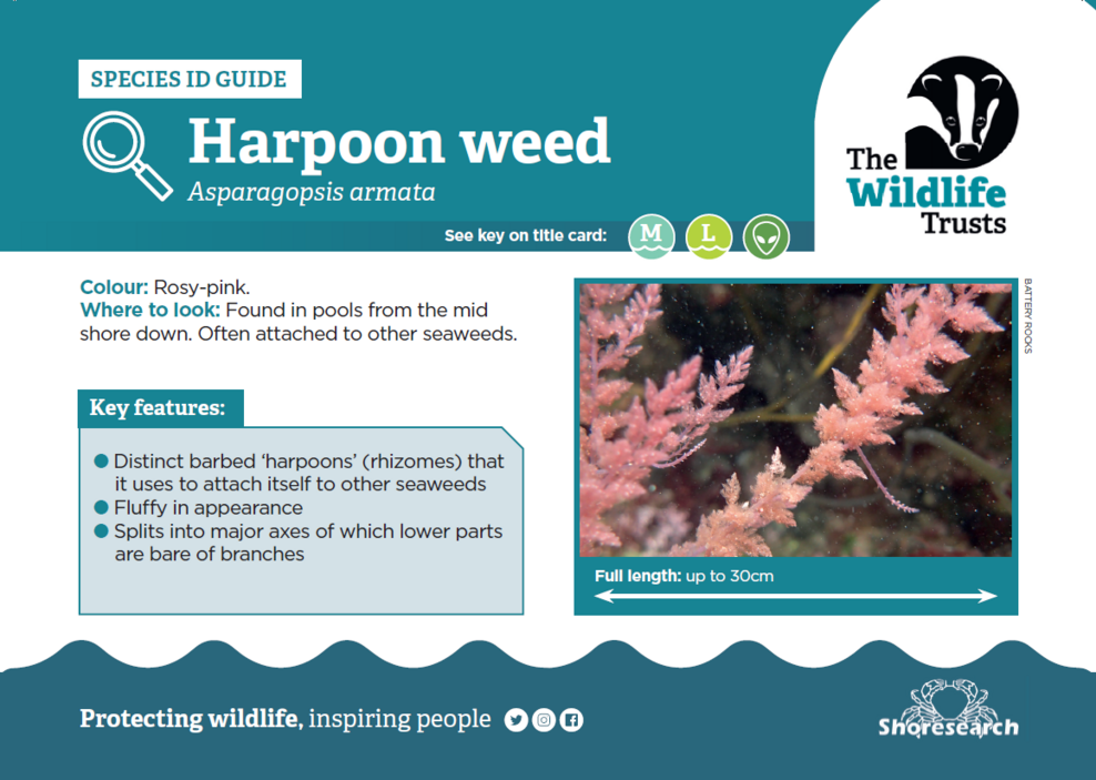 Shoresearch | The Wildlife Trusts