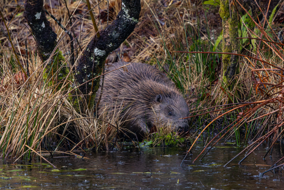First beaver reintroductions in Cornwall set precedent for wild ...