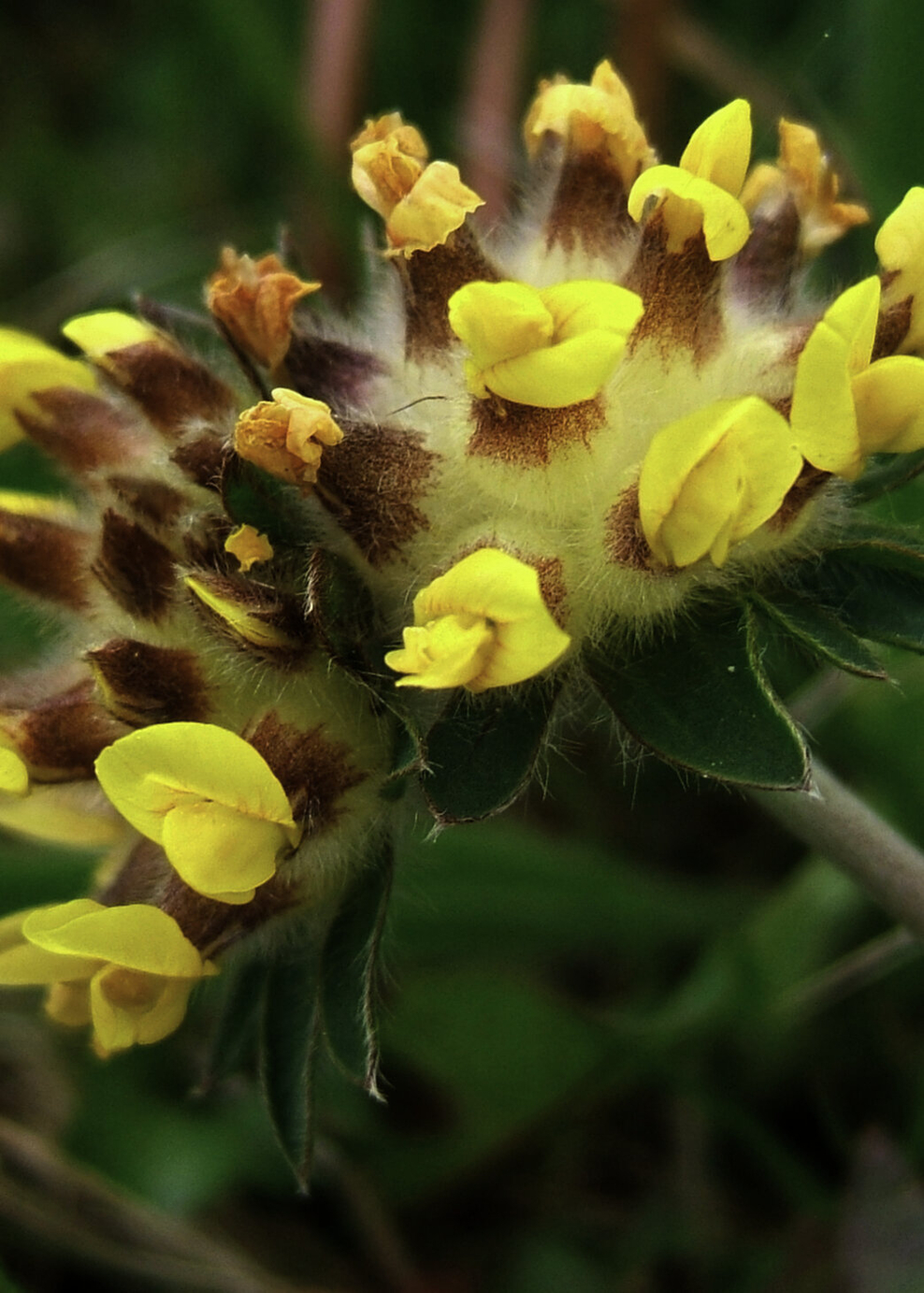 Kidney vetch | The Wildlife Trusts