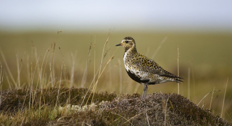 Identify waders | The Wildlife Trusts