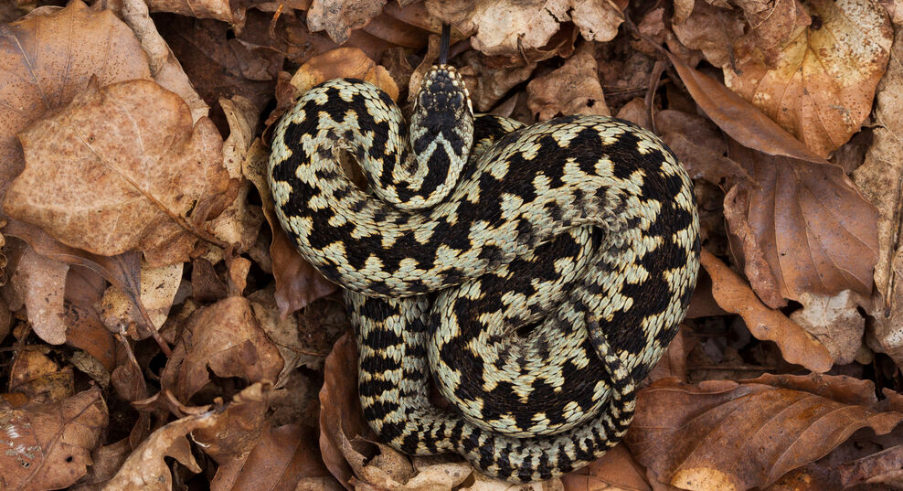 Identify UK snakes | The Wildlife Trusts