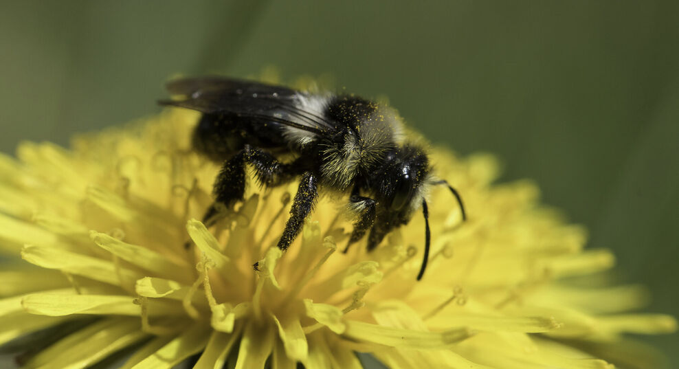 Identify solitary bees in the UK | The Wildlife Trusts