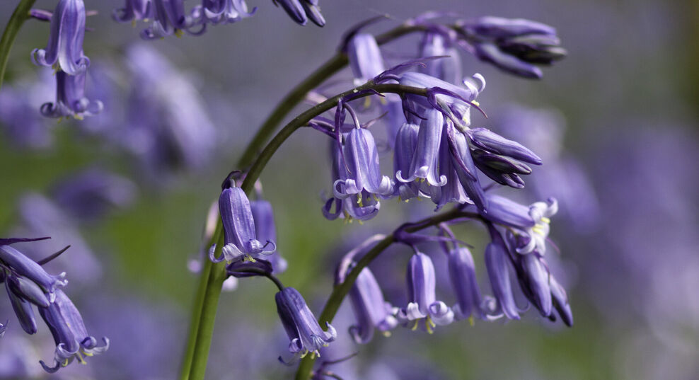 Spanish or native bluebell | The Wildlife Trusts