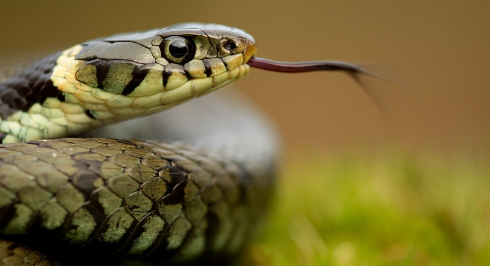 Identify UK snakes | The Wildlife Trusts Identify UK snakes | The Wildlife Trusts