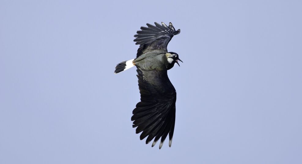 Identify waders | The Wildlife Trusts
