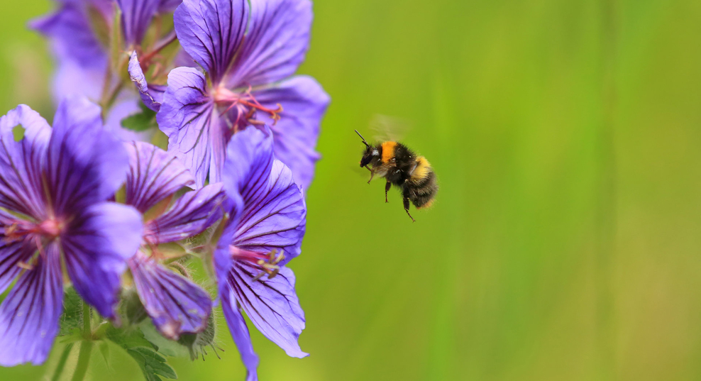 How to identify bumblebees | The Wildlife Trusts