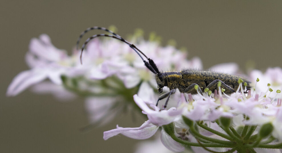 Identify beetles | The Wildlife Trusts