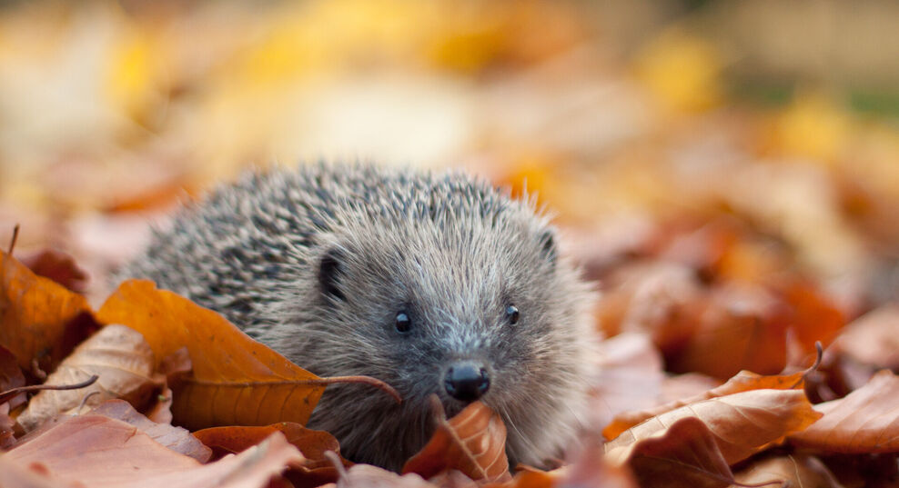How to check your bonfire for hedgehogs | The Wildlife Trusts