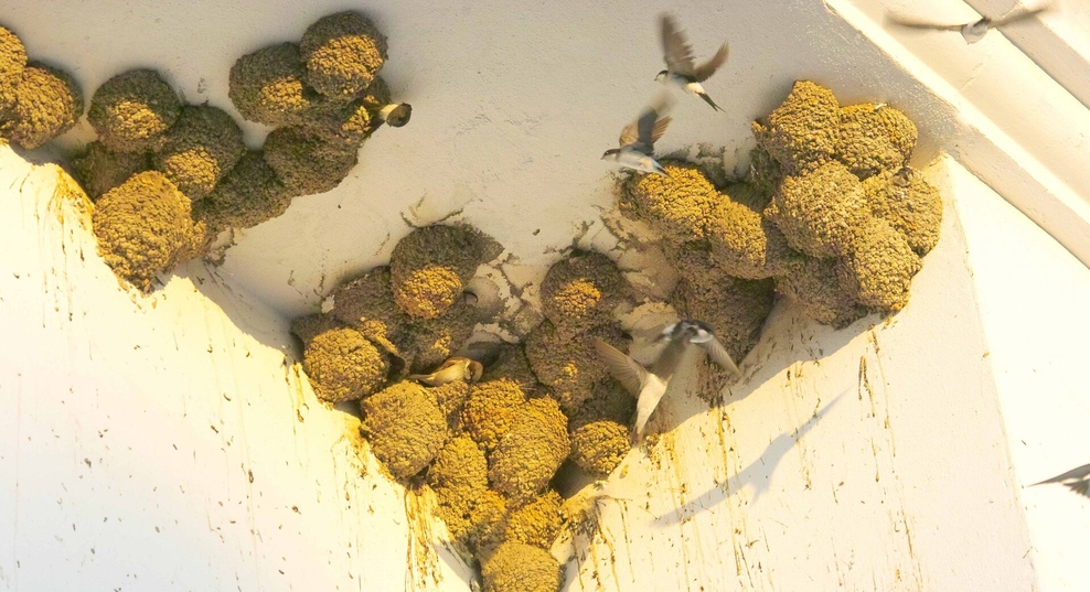 How to identify swifts, swallows, sand martins and house martins | The ...