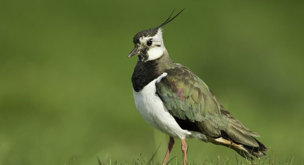 Great Fen Living Landscape | The Wildlife Trusts