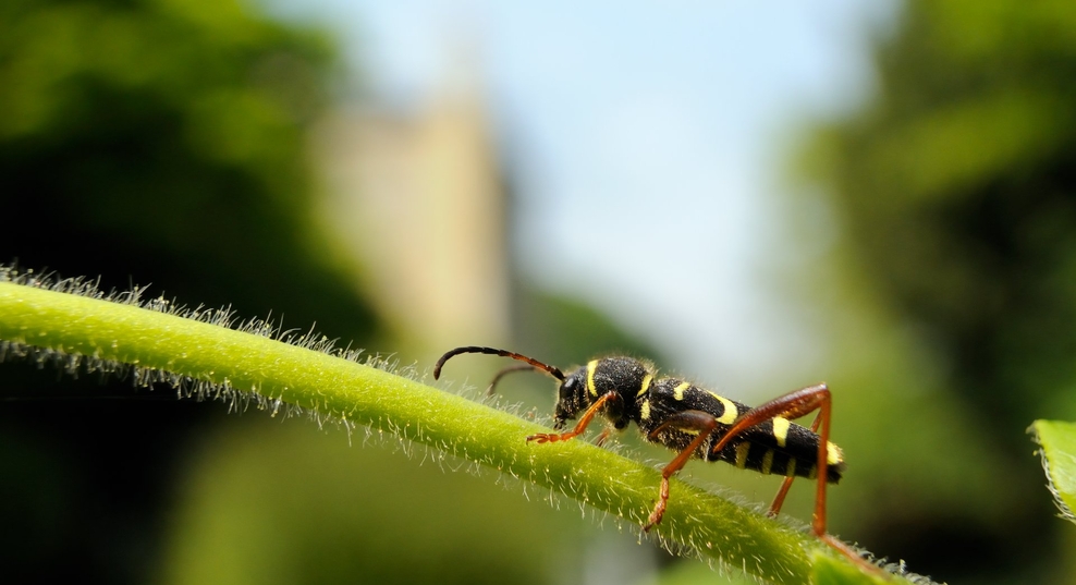 Gardeners urged to help beetles | The Wildlife Trusts