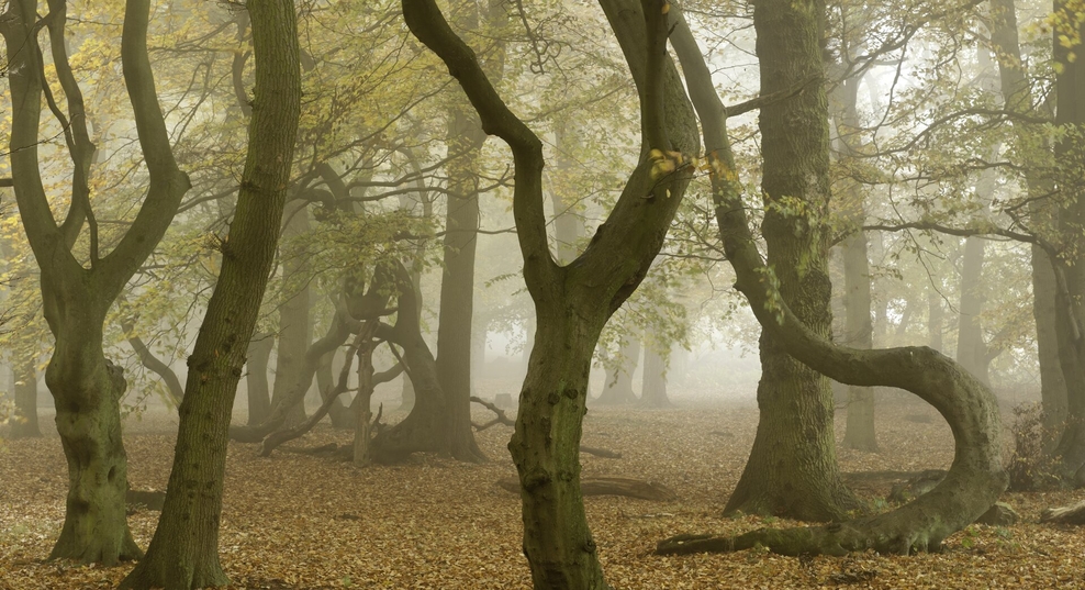 Charnwood Forest Living Landscape | The Wildlife Trusts