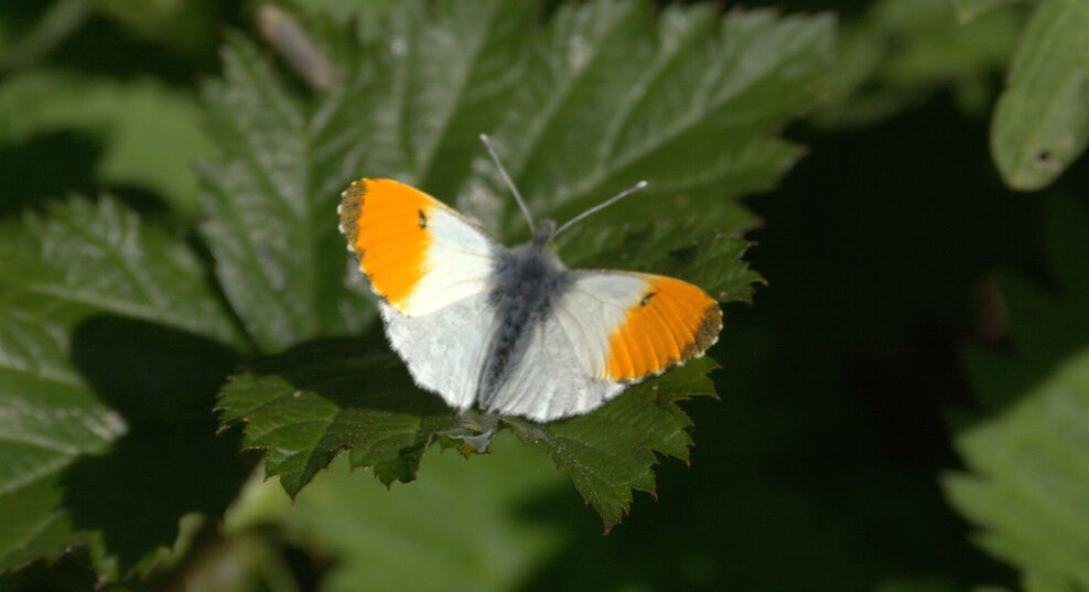 Identify British butterflies | The Wildlife Trusts