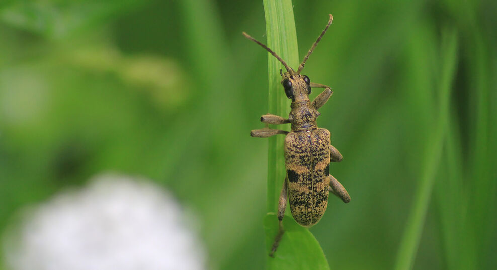 Identify beetles | The Wildlife Trusts