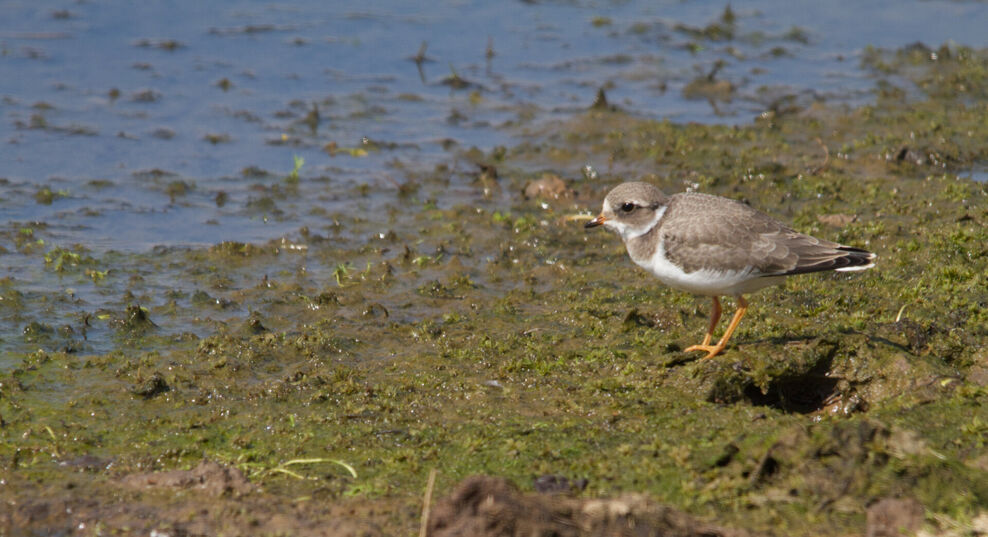 Identify waders | The Wildlife Trusts