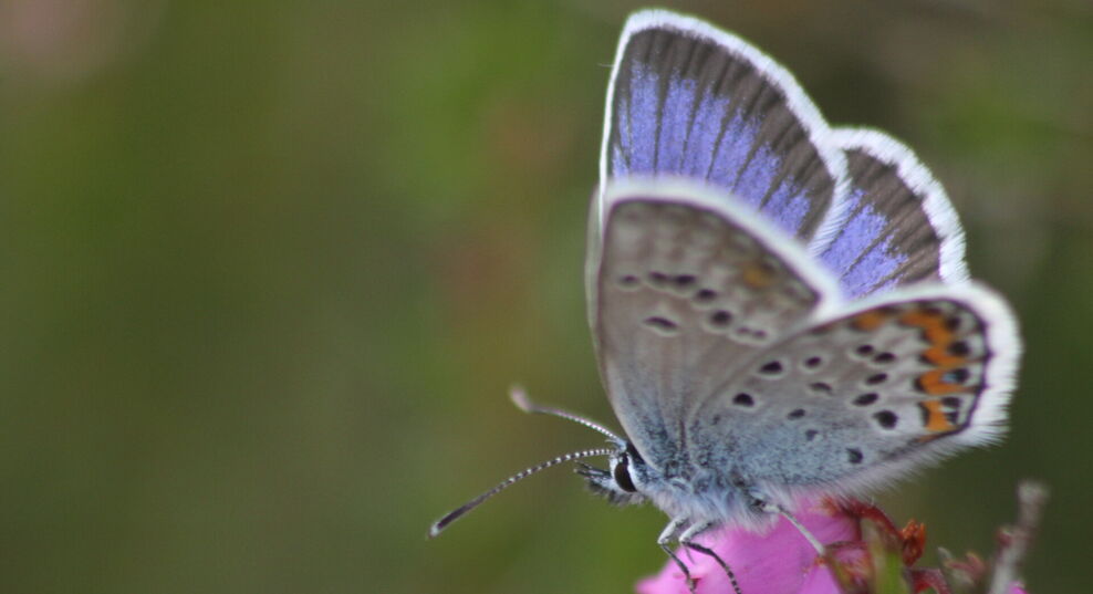Beguiled by blues | The Wildlife Trusts