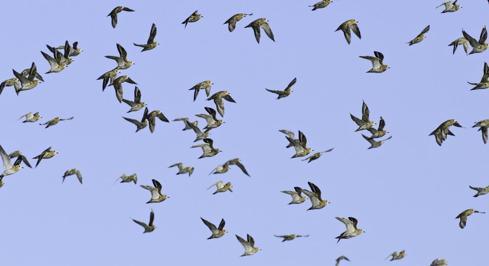 Identify waders | The Wildlife Trusts