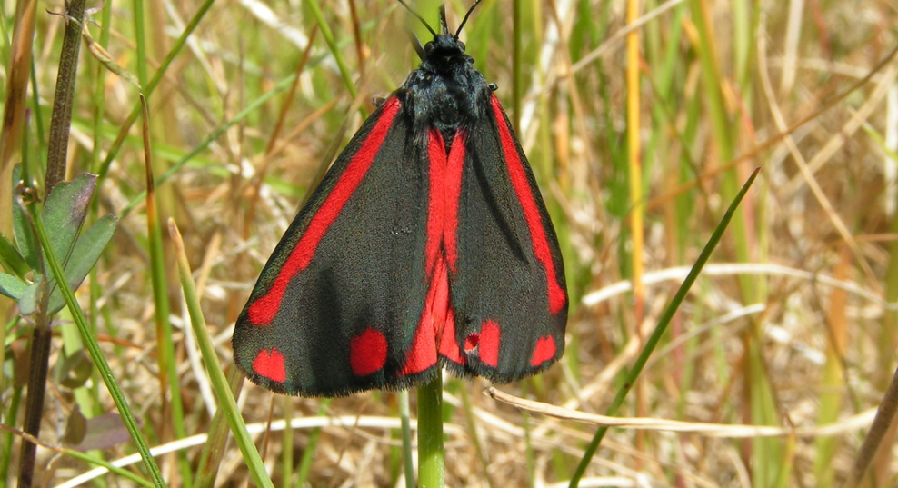 Cinnabar | The Wildlife Trusts