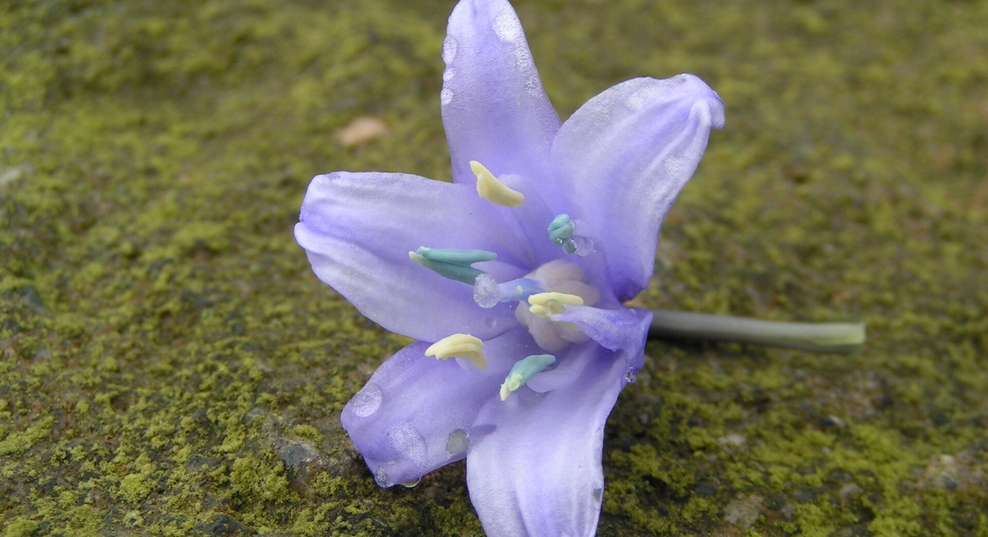 Spanish or native bluebell | The Wildlife Trusts