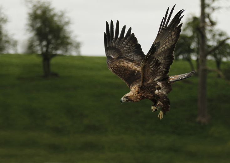 Identify birds of prey | The Wildlife Trusts