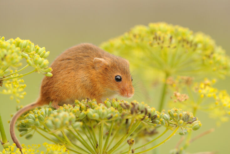 How to manage a hedgerow for wildlife | The Wildlife Trusts