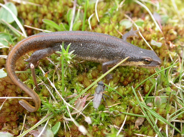 Newts | The Wildlife Trusts
