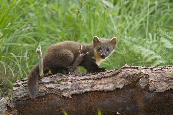 Pine marten conservation | The Wildlife Trusts