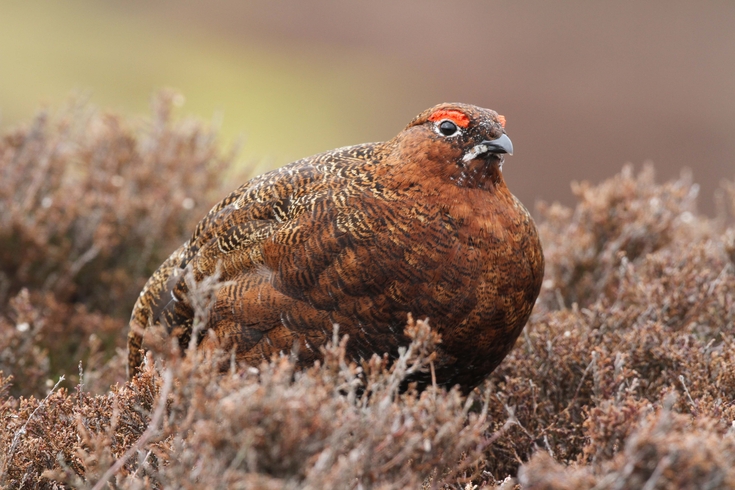 Grouse | The Wildlife Trusts