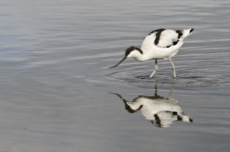 Avocets | The Wildlife Trusts