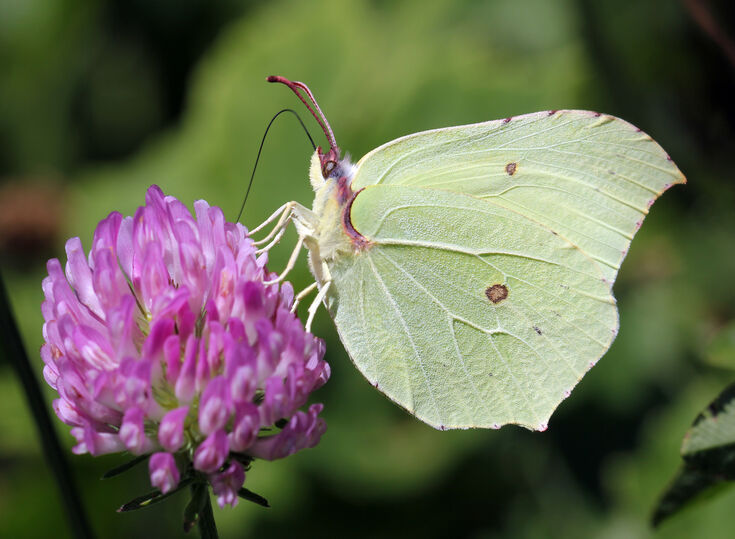 Identify British butterflies | The Wildlife Trusts