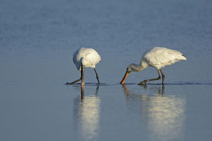 Spoonbill | The Wildlife Trusts