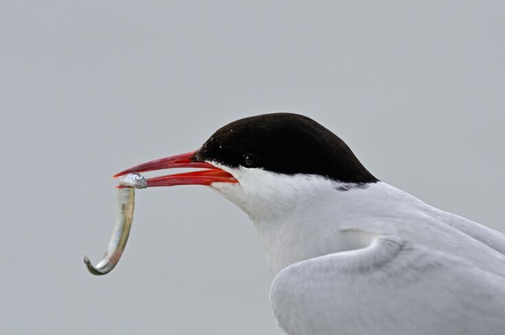 Terns | The Wildlife Trusts