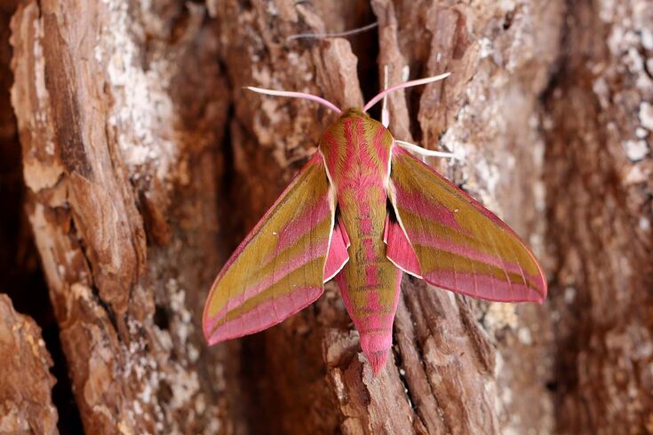 Elephant hawk-moth | The Wildlife Trusts