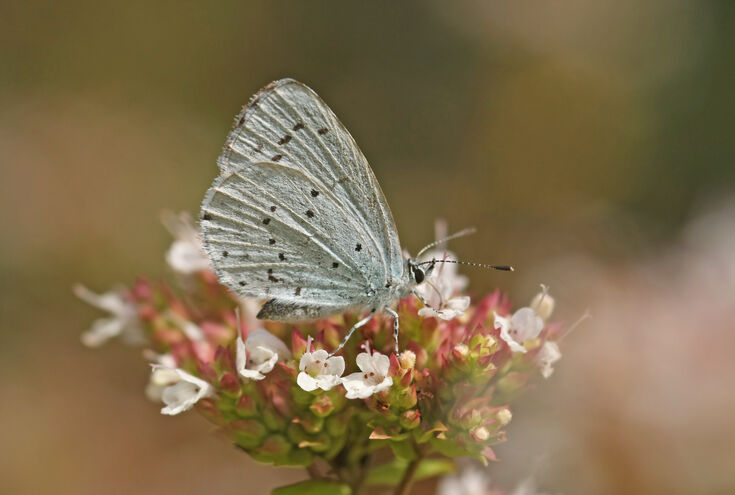 Beguiled by blues | The Wildlife Trusts
