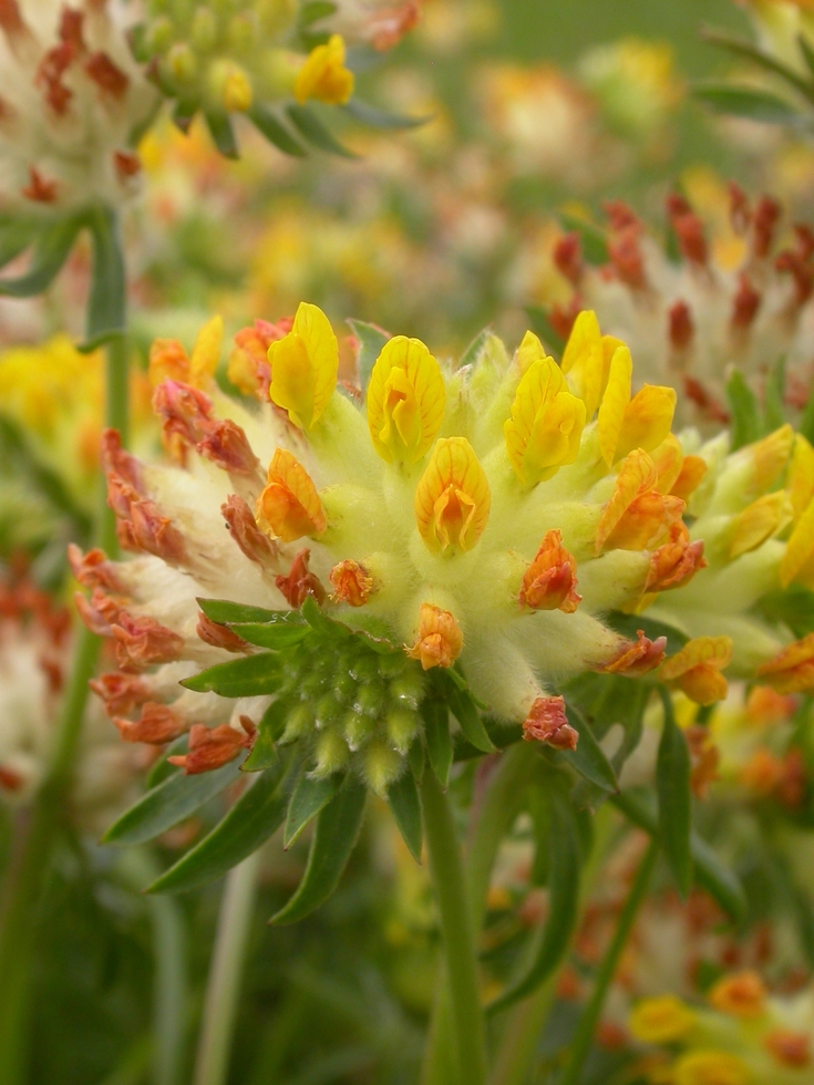 Kidney vetch | The Wildlife Trusts
