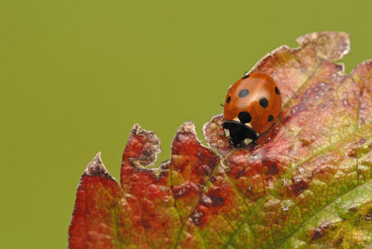 Identify beetles | The Wildlife Trusts