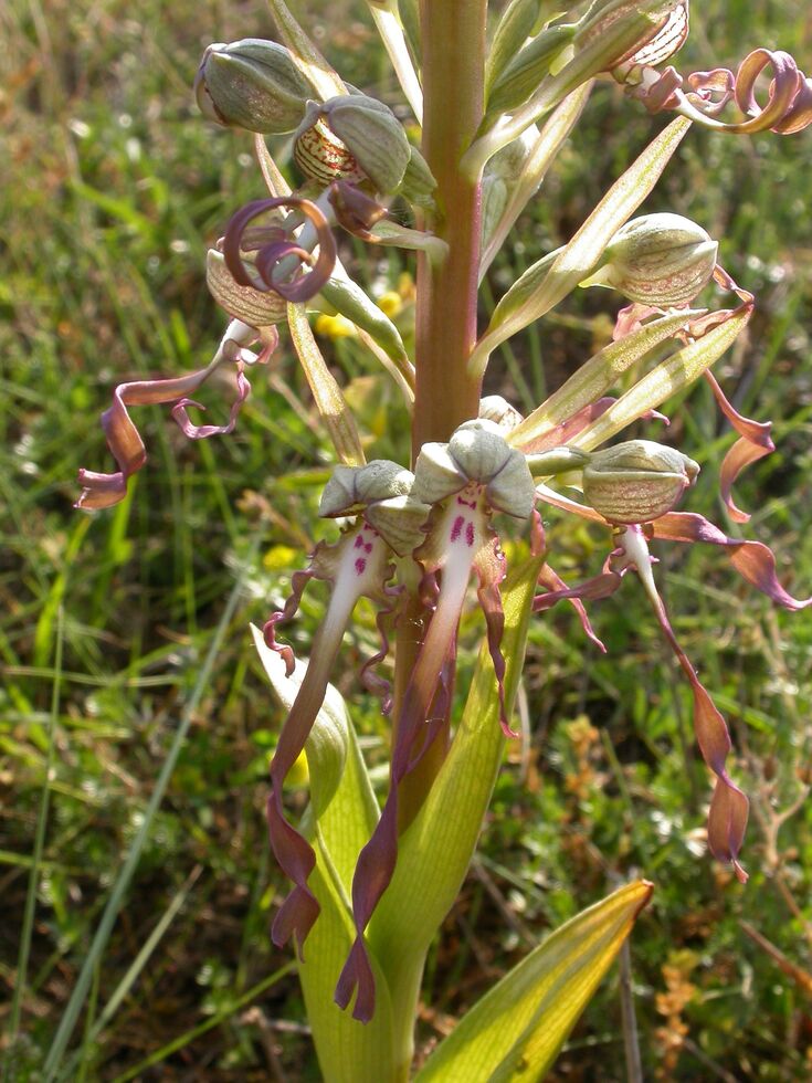 Where to find orchids | The Wildlife Trusts