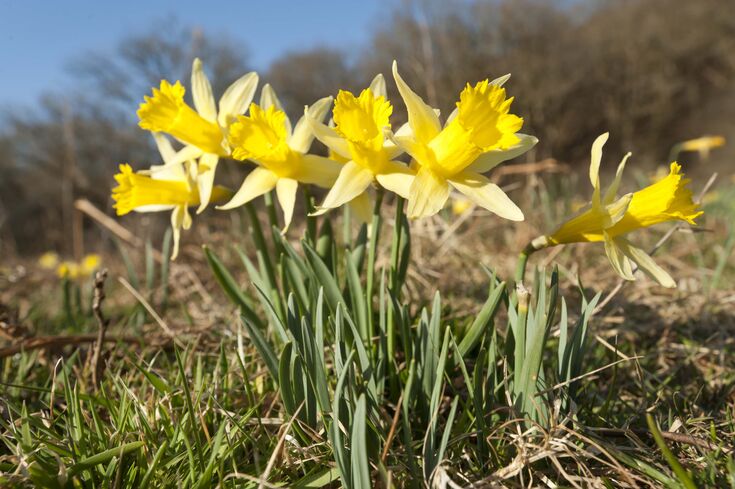 Wild daffodils | The Wildlife Trusts