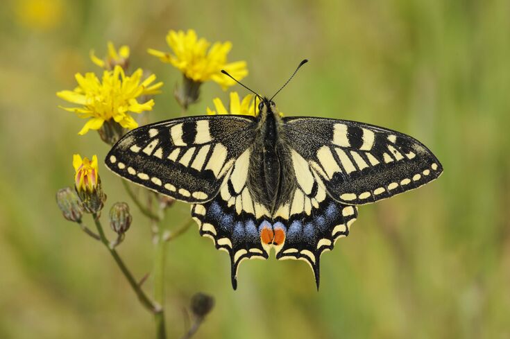 Swallowtail butterfly | The Wildlife Trusts