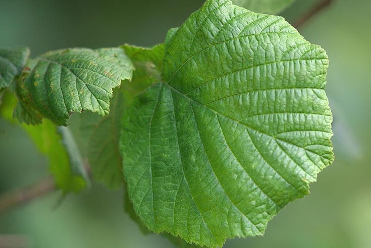 Hazel | The Wildlife Trusts